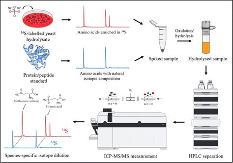 通过 Hplc Icp Ms Ms 使用物种特异性同位素稀释来准确表征 β 淀粉样蛋白（aβ40、aβ42）标准品 Analytical And Bioanalytical Chemistry