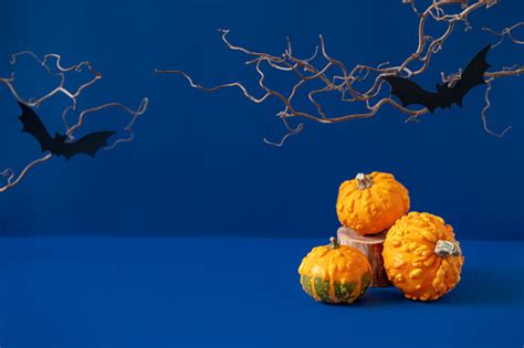 짙은 파란색 배경에 검은 종이 박쥐가있는 세 개의 밝은 오렌지 장식 호박과 소름 끼치는 가지 할로윈 모형 으스스한 휴일 구성 어두운 대기 사진 복사 공간 0명에 대한 스톡