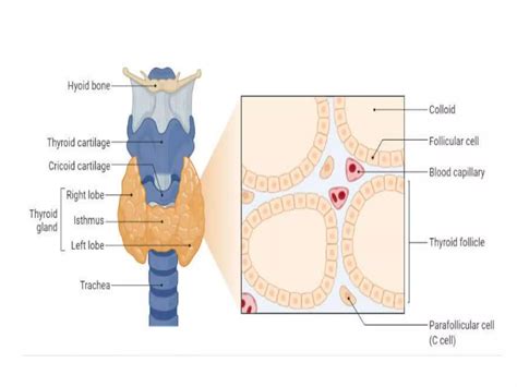 Thyroid Cytology Pptx Pptx