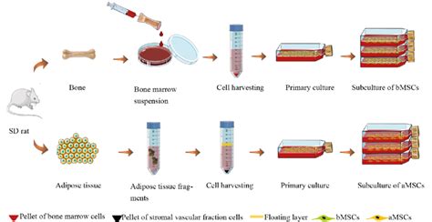 Schematic Illustration Of Cell Isolation And Subculture Processes