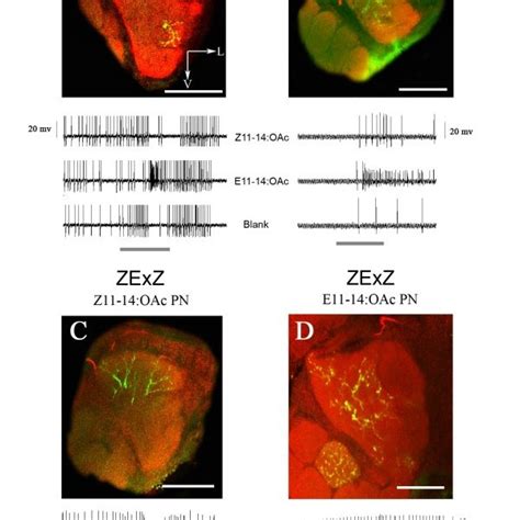 Dendritic Arborization Of Projection Neurons Pns In The Download Scientific Diagram