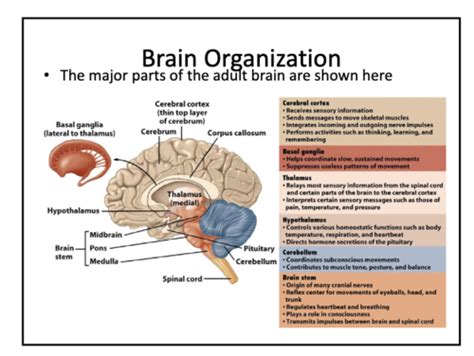 The Brain Flashcards Quizlet