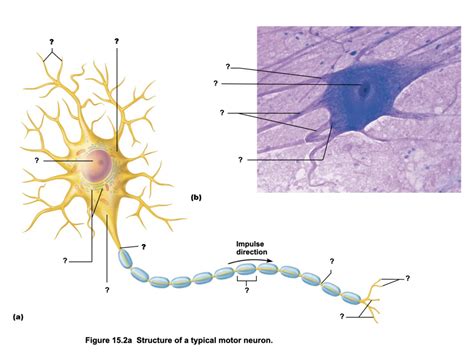 Structure Of Motor Neuron Diagram Quizlet