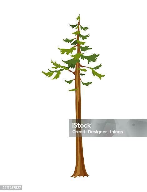 나무의 종류 아이콘 소나무 침엽수 식물 침엽수와 자연적인 갈색 줄기와 가지가 있는 녹색 왕관 벡터 만화 일러스트 레이 션 0명에 대한 스톡 벡터 아트 및 기타 이미지