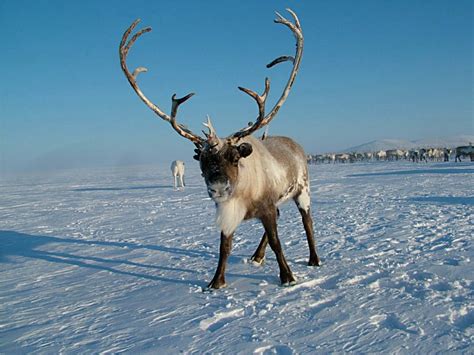 Картинки северный олень 46 фото