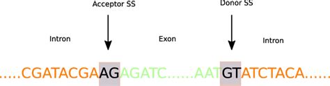 Splice Junction Sites On A Sequence Where The Splicing Occurs At The