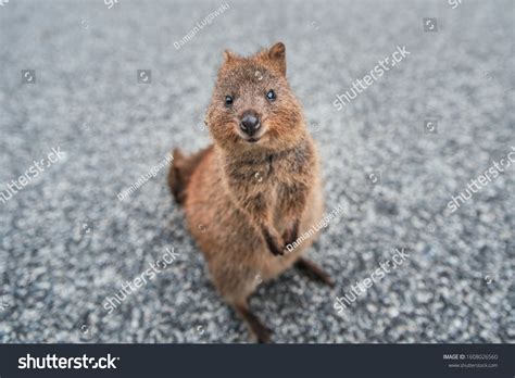 2 442 imágenes de Quokka Imágenes fotos y vectores de stock