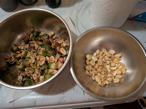 Late Season Acorn Foraging Album On Imgur