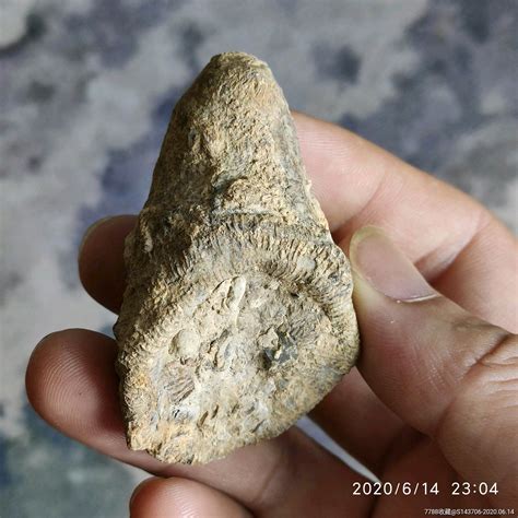 2 3亿年泥盆纪时期珊瑚化石，a3动植物化石富藏阁【7788收藏收藏热线】