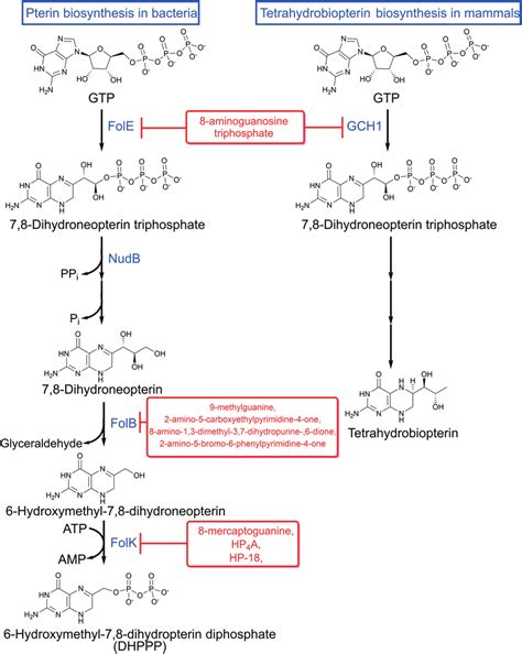 Pterin Biosynthesis And Inhibitors In Bacteria And Mammals Download