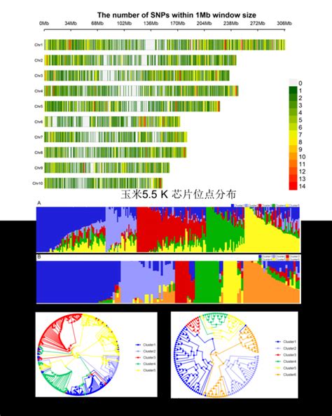 我所玉米耕作栽培团队在玉米液相育种芯片研发取得新突破 粮食作物研究所