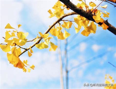 天涼好個秋念你便是暖 每日頭條