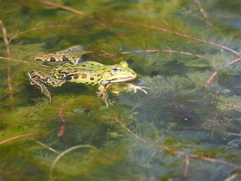 Grenouille Verte Nature Photo Gratuite Sur Pixabay Pixabay