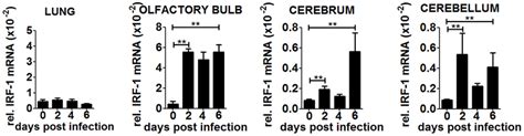 Irf 1 Is Induced At Later States During Vsv Infection In The Brain Wt