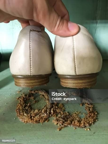 갈라진 발바닥을 가진 오래 된 깨진 신발을 들고 있는 여자의 손 칸 가구에 대한 스톡 사진 및 기타 이미지 칸 가구 가죽 고무 Istock