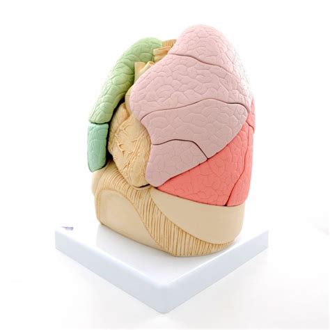 3b Scientific G70 Segmented Lung Model