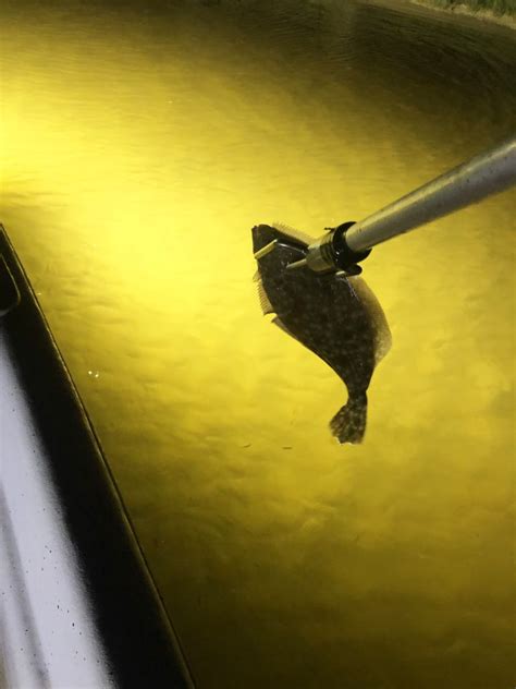 Flounder Gigging The Ultimate Guide Great Days Outdoors