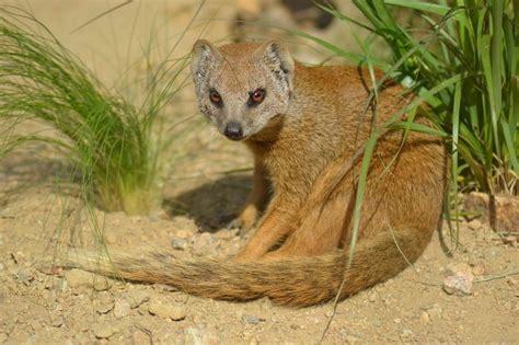 Mongoose Bringing Json Oriented Developers To Apache Cassandra The