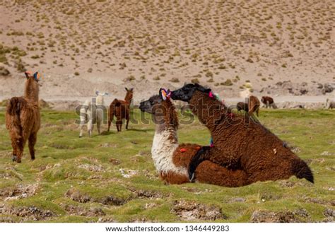Mating Llama Lama Glama High Altitude Stock Photo Shutterstock