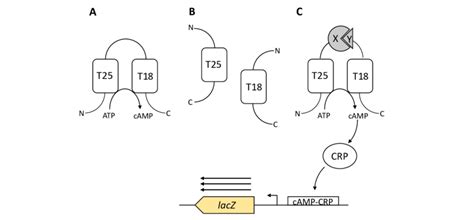 Schematic Representation Of The Bacterial Two Hybrid System Bacth Download Scientific