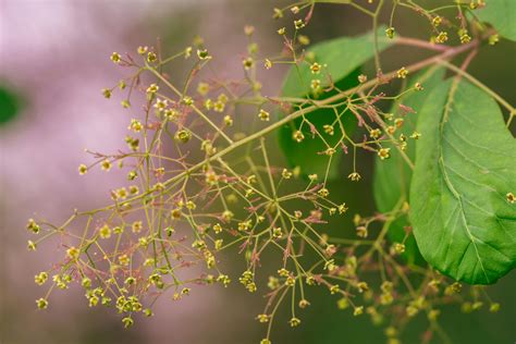 가지 경치 계절 꽃 꽃이 피는 꽃잎 나뭇잎 녹색 돋아 나는 디테일 매크로 발아 배경 봄 생명 생생한 섬세한 성장 식물 식물군 식물의