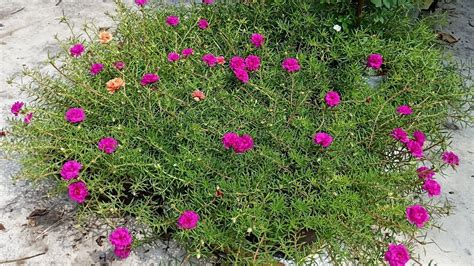 পর্তুলাকা গাছের প্রচুর ফুল পেতে চান Best Flowering Plant In Summer