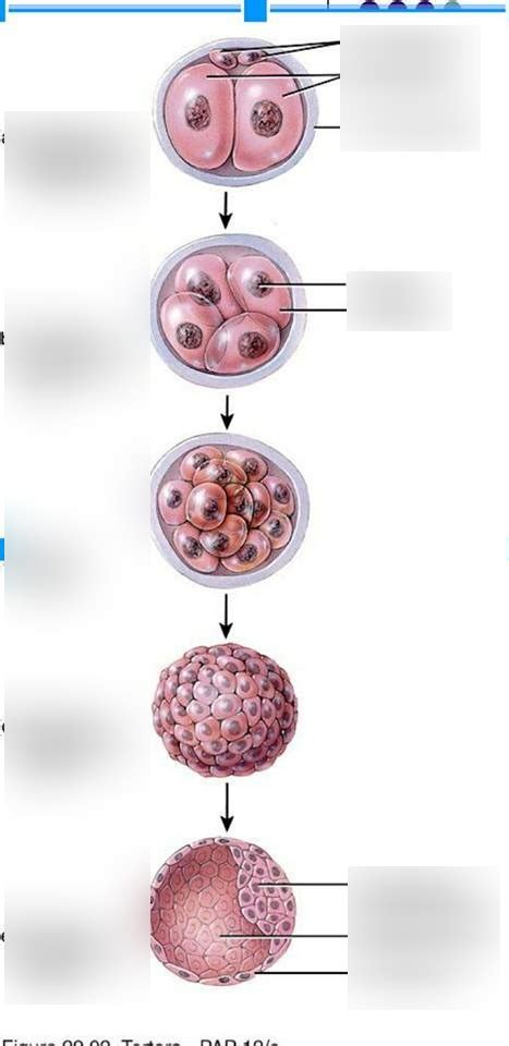 Zygote Definition