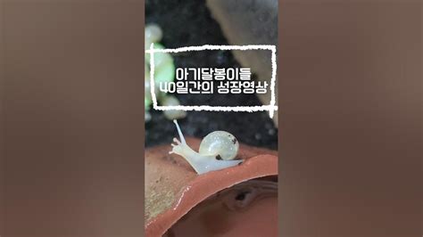 아프리카왕달팽이 부화 후 성장 변화 달팽이키우기 Youtube