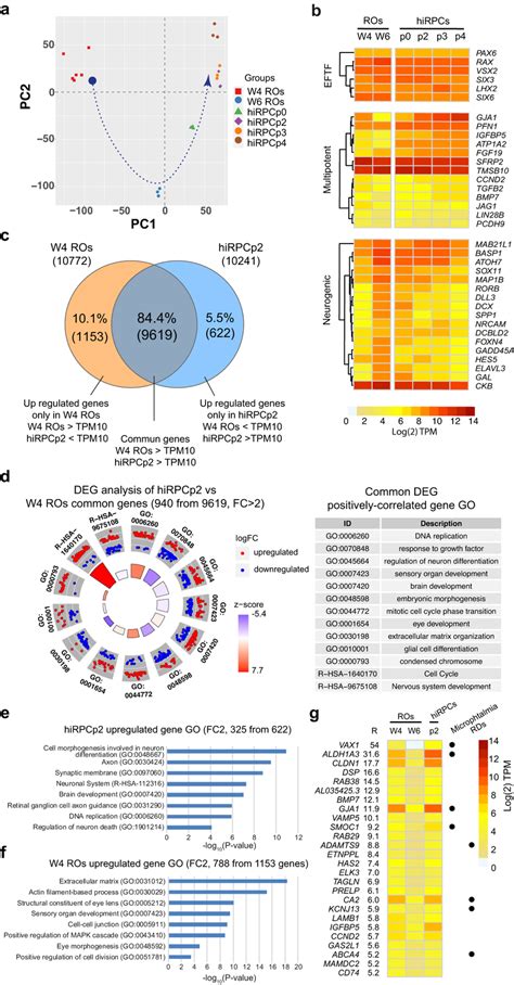 Transcriptomic Characterization Of Hirpcs By Rnaseq Analysis A Download Scientific Diagram