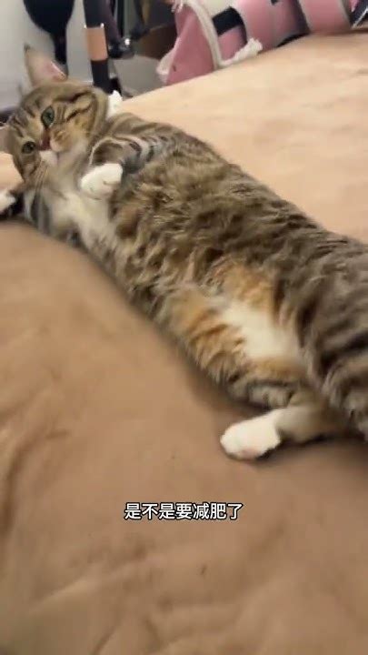 深夜求助，最近老这样猫咪的迷惑行为 Youtube