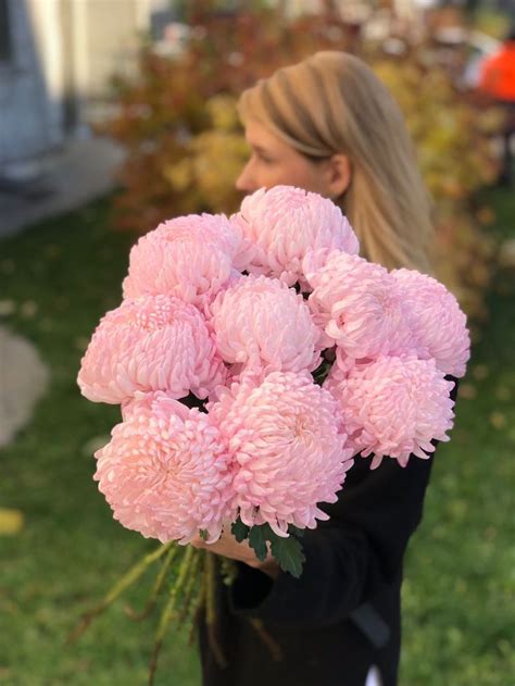 Хризантема розовая