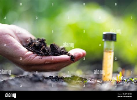 Soil Testing With A Test Tube In The Soil Close Up The Plants In The Background In Australia