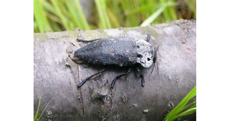 Земеделци се обучават на иновации в борбата срещу вредители Български Фермер