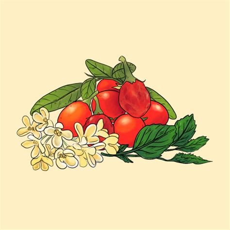 구기자의효능 및 구기자차효능 성분 체크 네이버 블로그