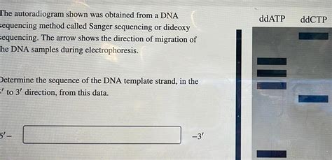 [answered] The Autoradiogram Shown Was Obtained From A Dna Sequencing