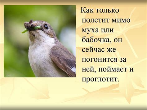 Виталий Бианки "Чей нос лучше" - презентация онлайн
