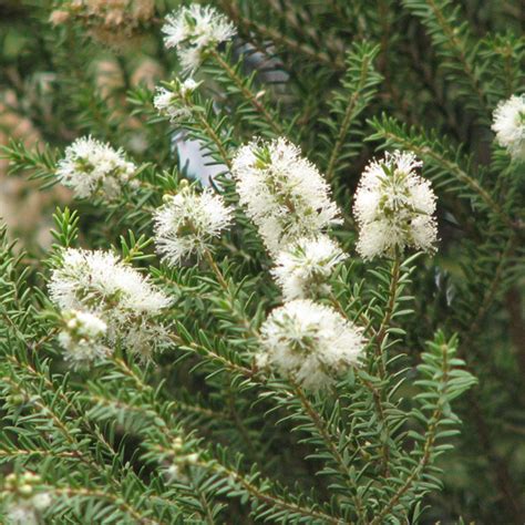 Melaleuca Moonah Garden Express