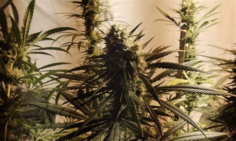 Иззеха близо килограм и половина марихуана Gabrovo News