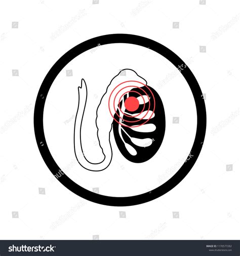 Vector Isolated Illustration Male Reproductive System Stock Vector