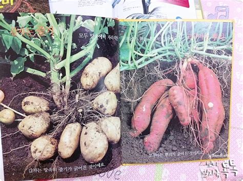 고구마 감자 누가 뿌리식물이고 줄기식물이지 네이버 블로그