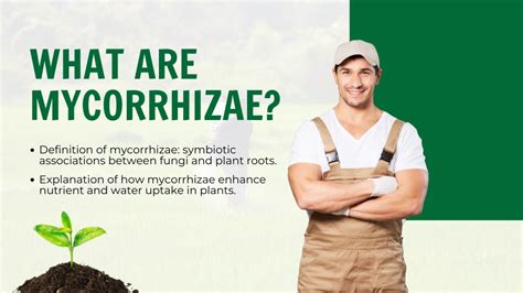 Ppt Mycorrhizae Solutions Sustainable Agriculture And Landscaping