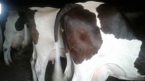 УТРЕННЯЯ ДОЙКА КОРМЛЕНИЕ ТЕЛОК БУСЯ И ДУСЯ Youtube