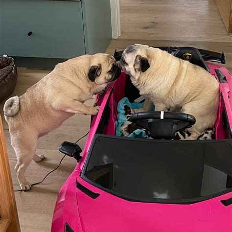 In Memory Of Lola Pug Life