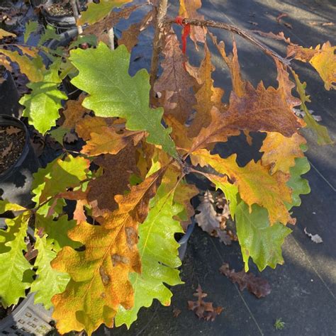 Quercus Macrocarpa Fall Color Urban Pinnacle Bur Oak Tree Order Now