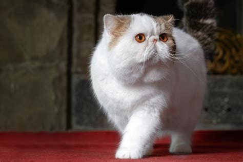 Stupid Looking Cat Breed