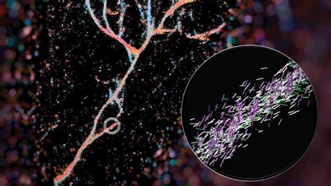 Imaging Technique Shows New Details Of Peptide Structures Statnano