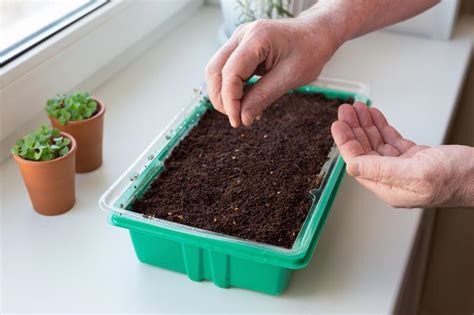 The Best Times To Start Vegetable Seeds Indoors Lovetoknow