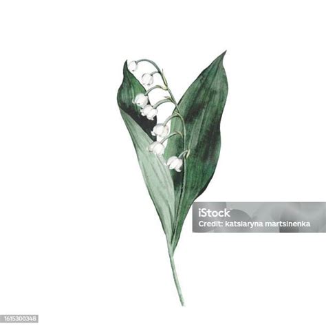 계곡의 섬세한 봄 백합의 흰색 꽃다발과 수채화 꽃꽂이 엽서 결혼식 초대장 생일 봄과 여름 방학 인쇄 디자인 결혼식에 대한 스톡