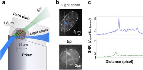 Light Sheet Illumination Provides Enhanced Snr For Single Molecule Download Scientific Diagram