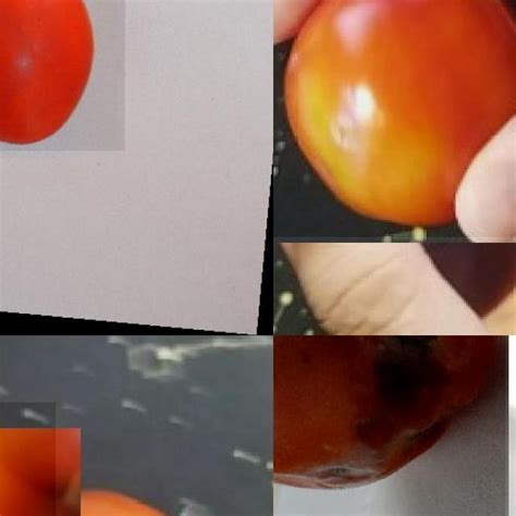 Tomato Detection Fresh Or Rotten Using Yolov8 Object Detection Dataset V1 2023 08 06 11 46am